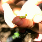 Chapters of Repugnance (Deluxe Reissue) | Defeated Sanity