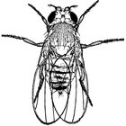 dronevil - example - | Boris