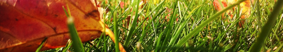 Reduced to Distractions | Anthony Citrano