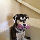 Nature Tapes EP | Lemon Demon