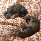 Shrines of the Void | Sheidim | Dark Descent Records