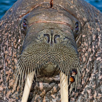 alecmacrae's collection | Bandcamp