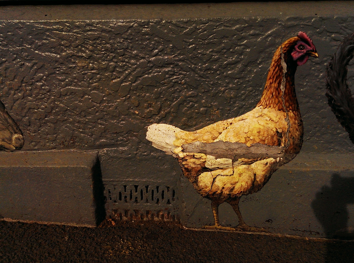 Stray Hens Debut | Stray Hens