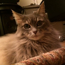 adambalest's collection | Bandcamp