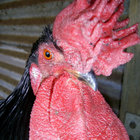 The Quiet Lamb | Her Name is Calla