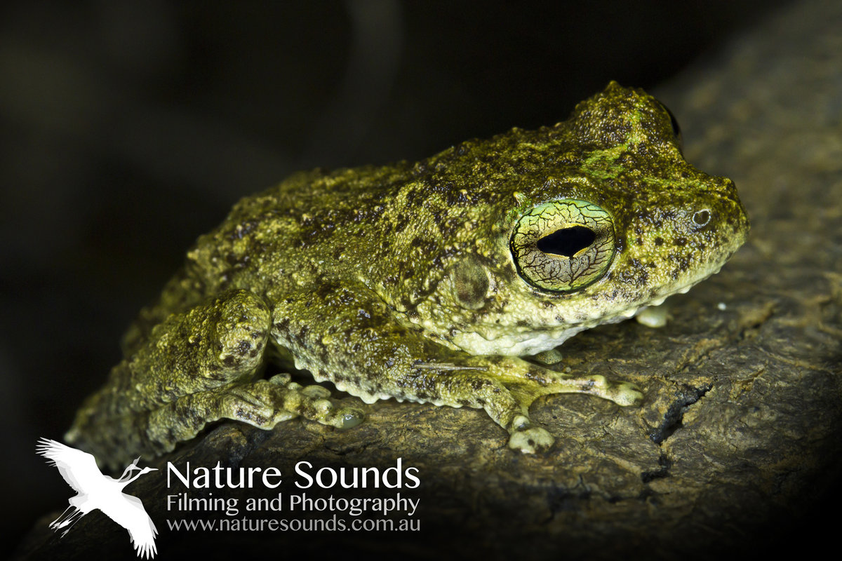 Common Mist Frog - Litoria Rheocola | Nature Sounds