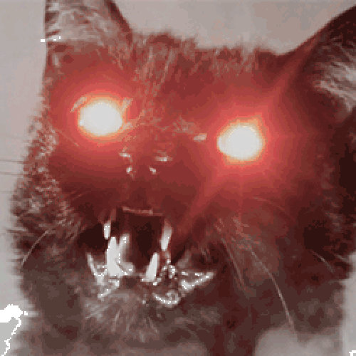 la importancia de tener un cuerpo | Gato Diablo