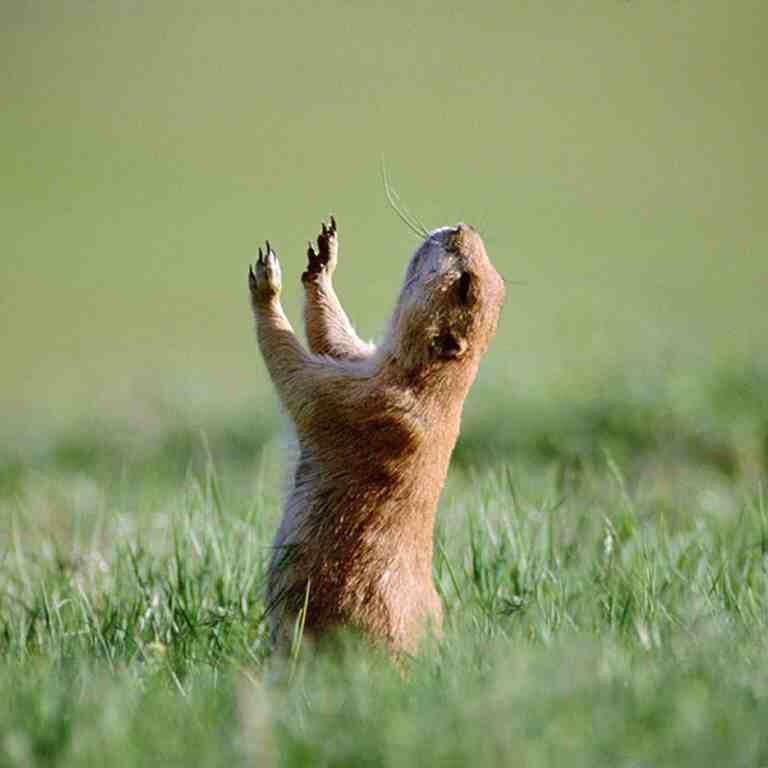 Lemmin S Collection Bandcamp