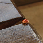 Time Bomb | DC (Rabbit in the Moon)