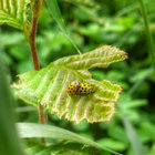 ephemerals | lux natura