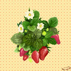 Seed of a Seed | Haley Heynderickx