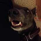 sensitive - an indie pop anthology | Needle Mythology