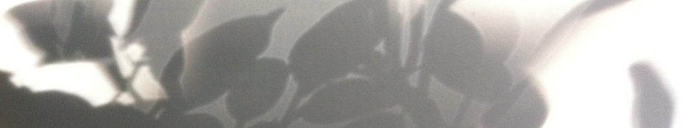 Bobowler | Cody Noon