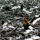 Novocaine | Creep-P & GHOST | GHOST