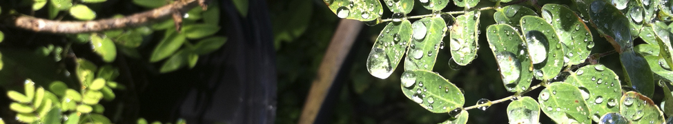 Music | Killa Planet OG//ALKF