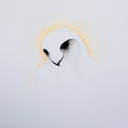 A I A : Alien Observer | Grouper