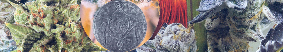 Yen Pox | Paa Annandalii | Celestial Paths Ltd.