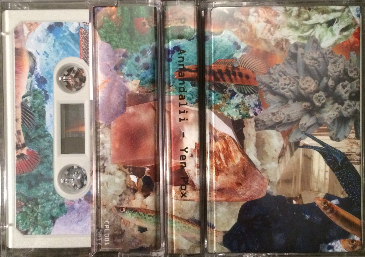 Yen Pox | Paa Annandalii | Celestial Paths Ltd.