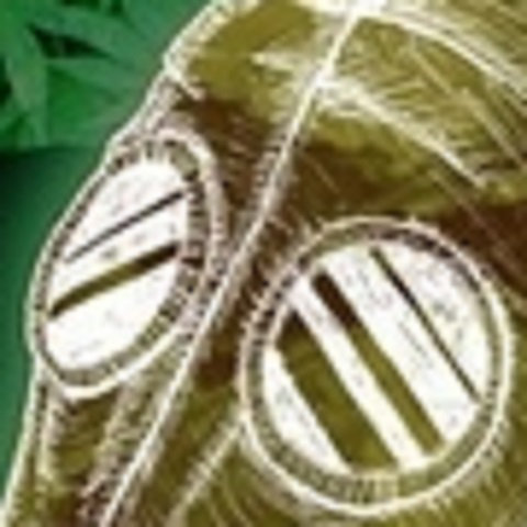 Matters | The Gas Mask Family