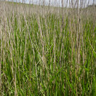 Gentle Wilderness | Rick Deitrick | Tompkins Square