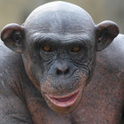 King Vision | Grand Buffet