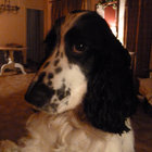 Trees (50th Anniversary Edition) | Trees