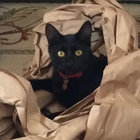 The Dark Piano, Vol. 2 (Myuuji Remastered) | Myuu