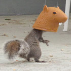 Afterthoughts | Red Vox | Vine