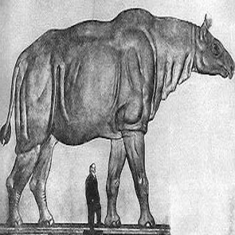 Lost Glasses, Empty Love | BALUCHITHERIUM