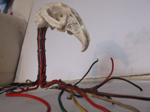 Music | bleached bone recordings