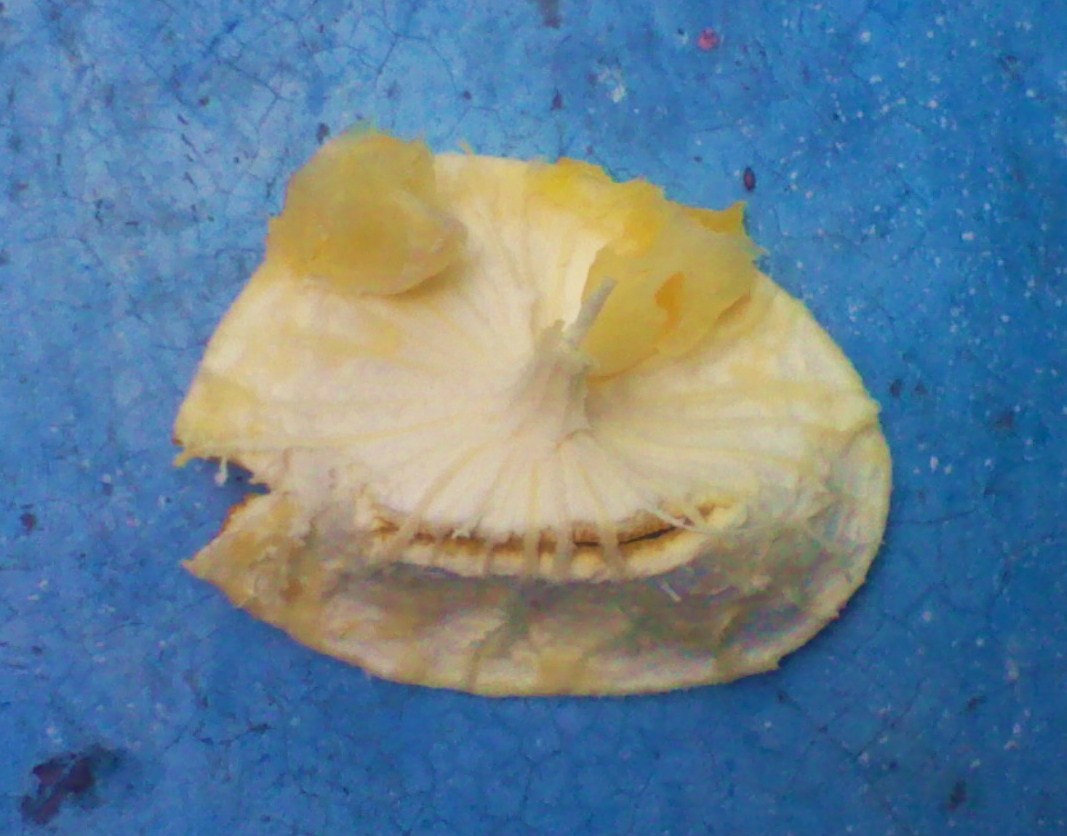 Robotoistosis | MIVT