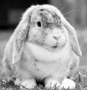 Music | Johnny & the Bunny Underground