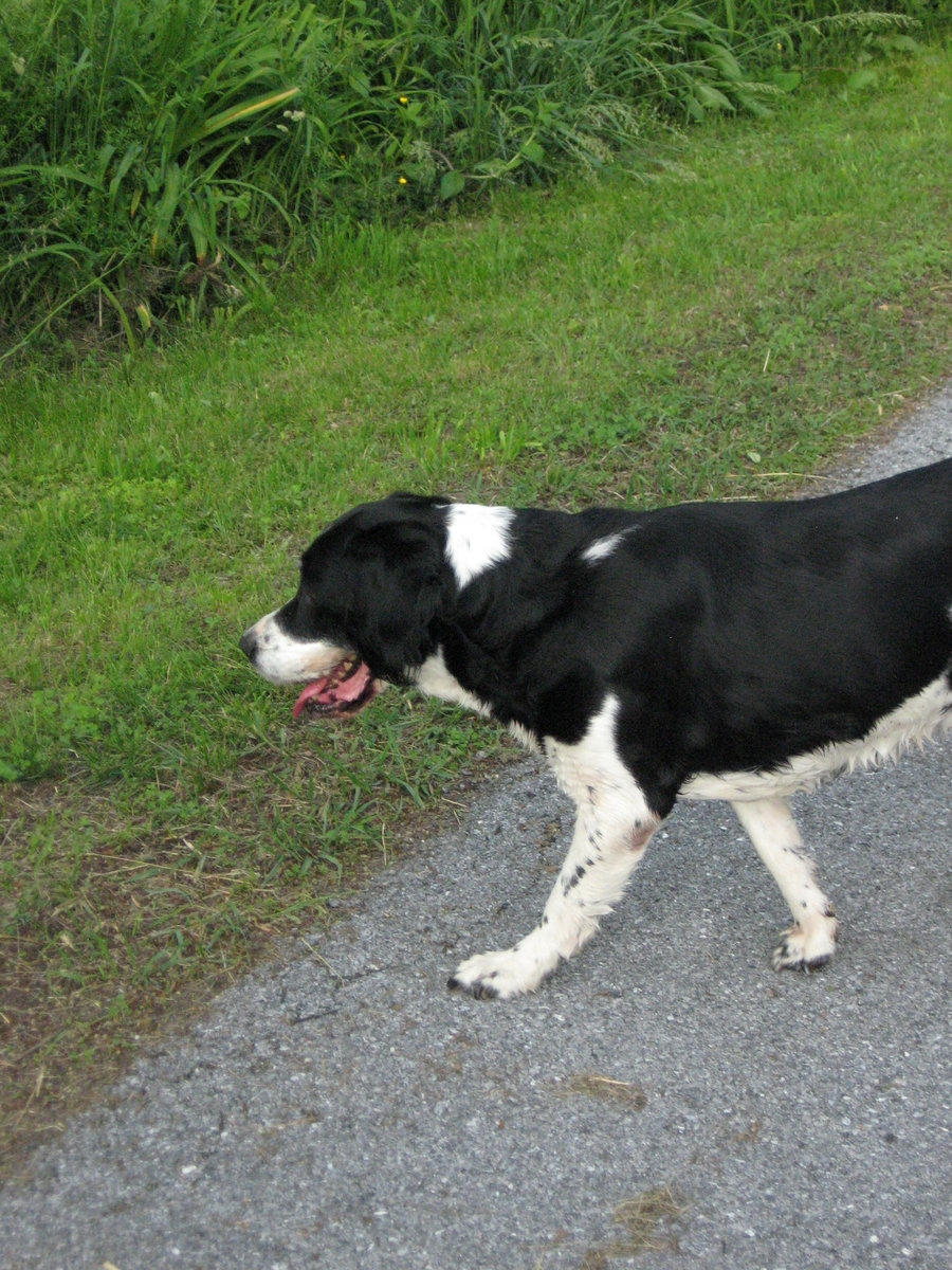 Old Dogs & New Tricks | Circus Mutt