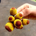 Papa Cremp | Cherry Glazerr