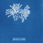 Claustro / State Forest | Burial