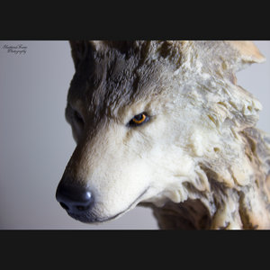 Music | Only Wolves Allowed