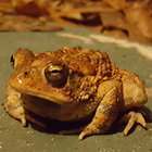 Bloody Keep - Bloody Horror | Bloody Keep | Grime Stone Records