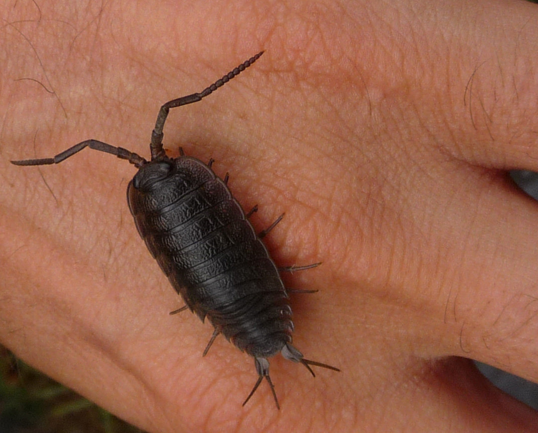 steps / sounds | Mark Goodwin - poet-sound-artist