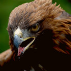 Benediction part 1 | SODALITY