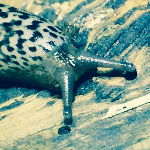 Demo | The Candy Slugs