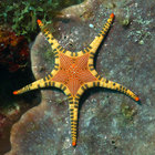 Cubop Lives! | Zaccai Curtis | TRRcollective