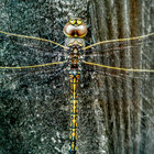 Everythinks A Ripple | Dub FX