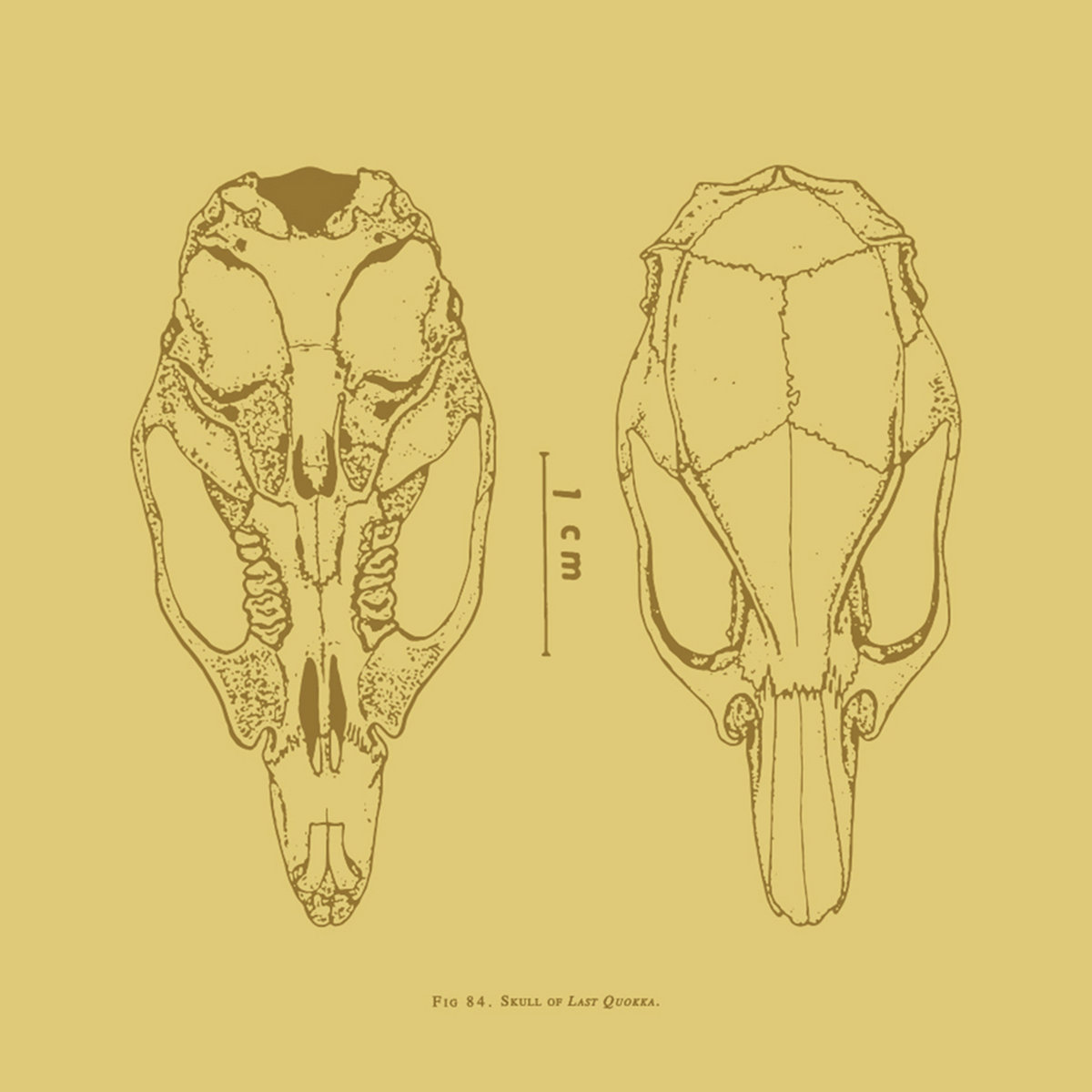 Last Quokka | Last Quokka