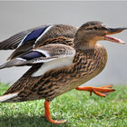 Clay | Herbert & Momoko | Matthew Herbert