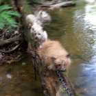 Cubop Lives! | Zaccai Curtis | TRRcollective