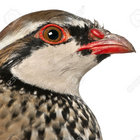 BURN PYGMALION!!! A Better Guide to Romance | the scary jokes