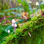 Eaters Volume Two: Light Tiger | Sapient