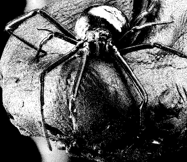 Sever Sacred Light | Petrification