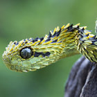 COW / Chill Out World! | The Orb