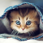 Solar Paroxysm | Mare Cognitum